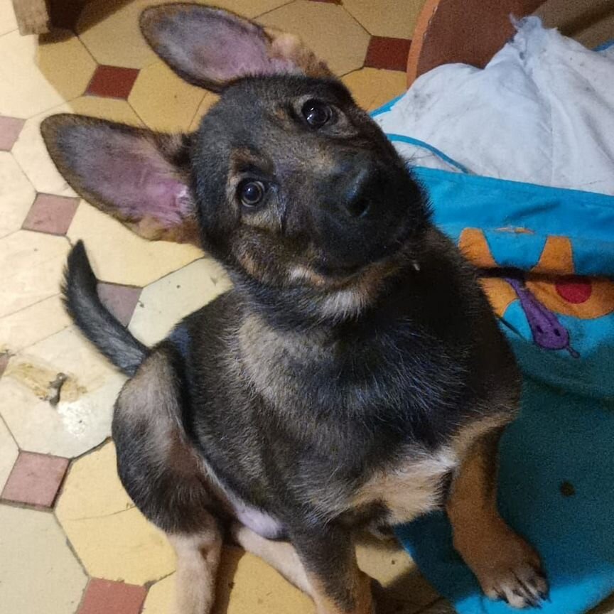 Чудо щенок в добрые руки