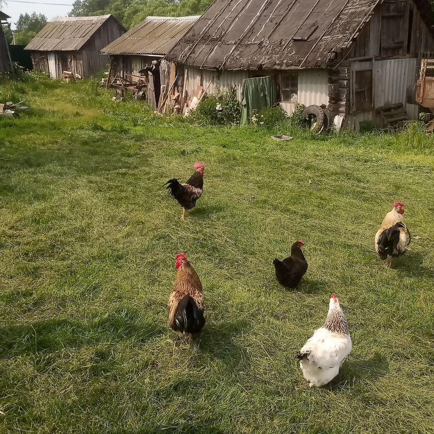 Петушок
