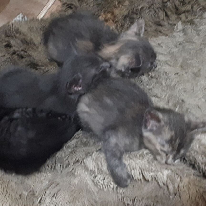 Котята в добрые руки