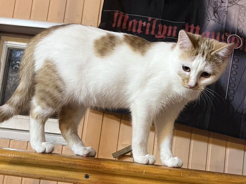 Кошки ищут дом