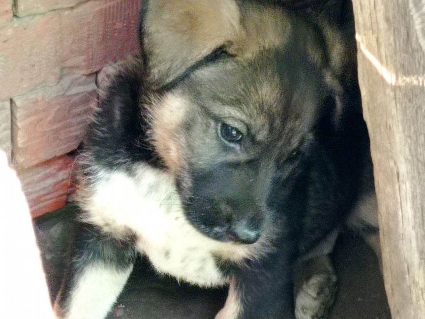 Щенки мальчики и девочки