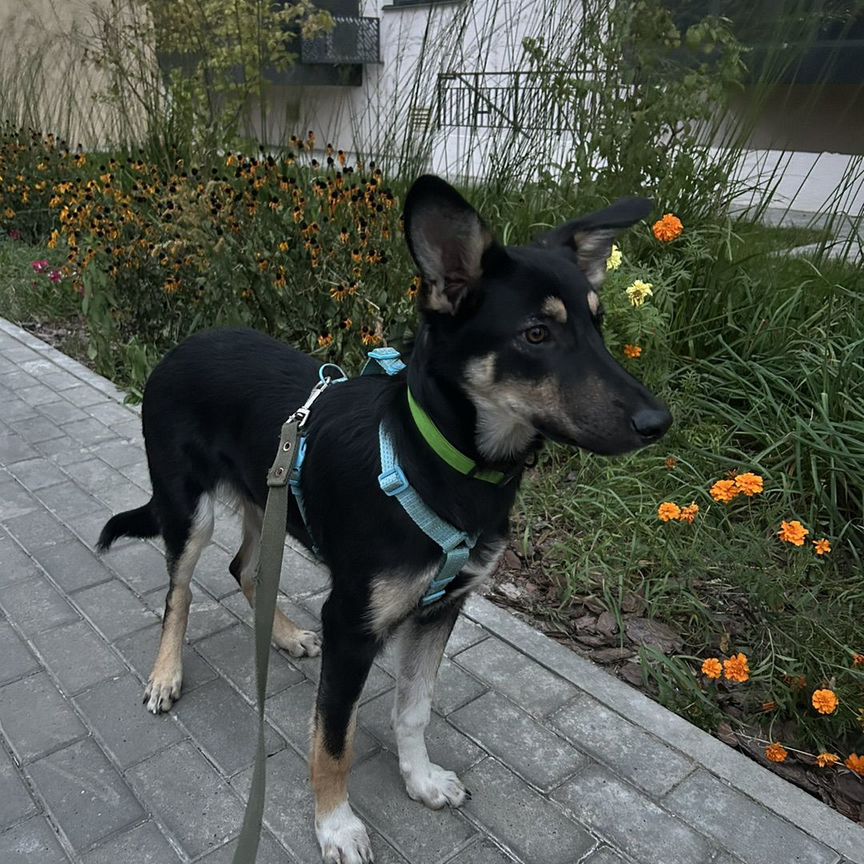 Щенок в семью мальчик