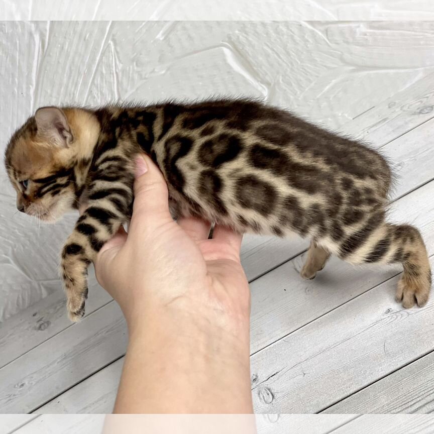 Девочка Бенгальская