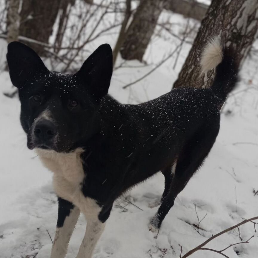 Взрослый пёс в добрые руки