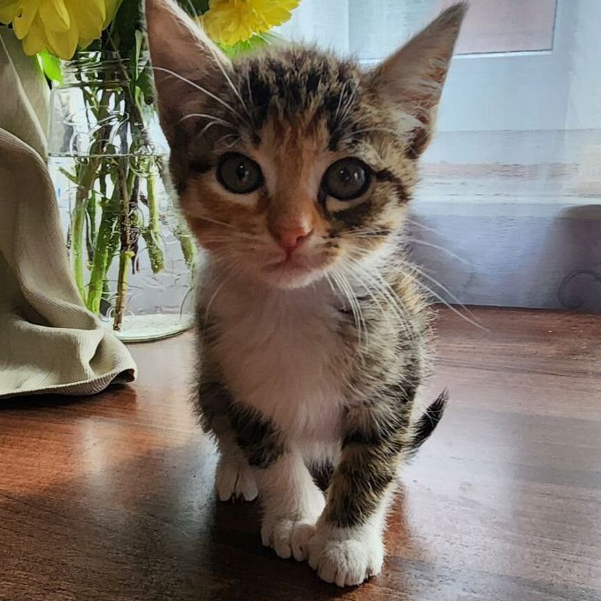 Котенок девочка трехцветная