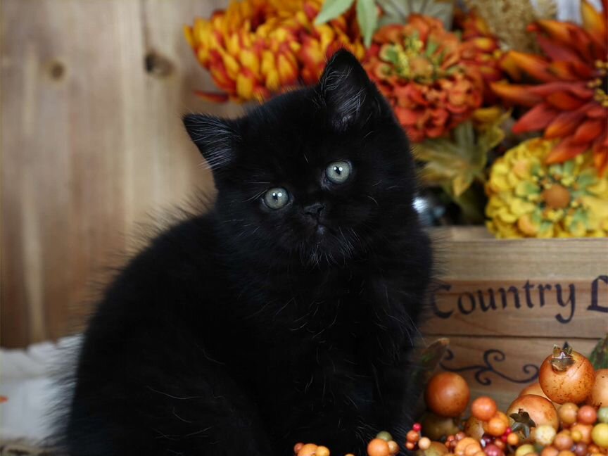 Черные сибирские