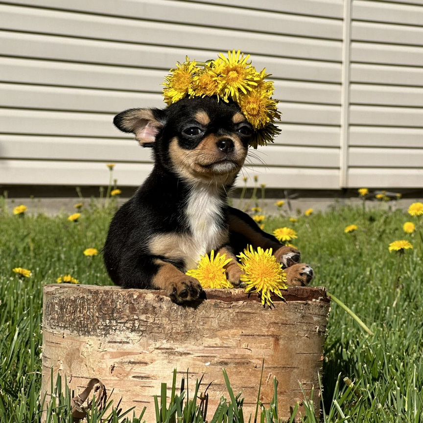 Роскошь классики