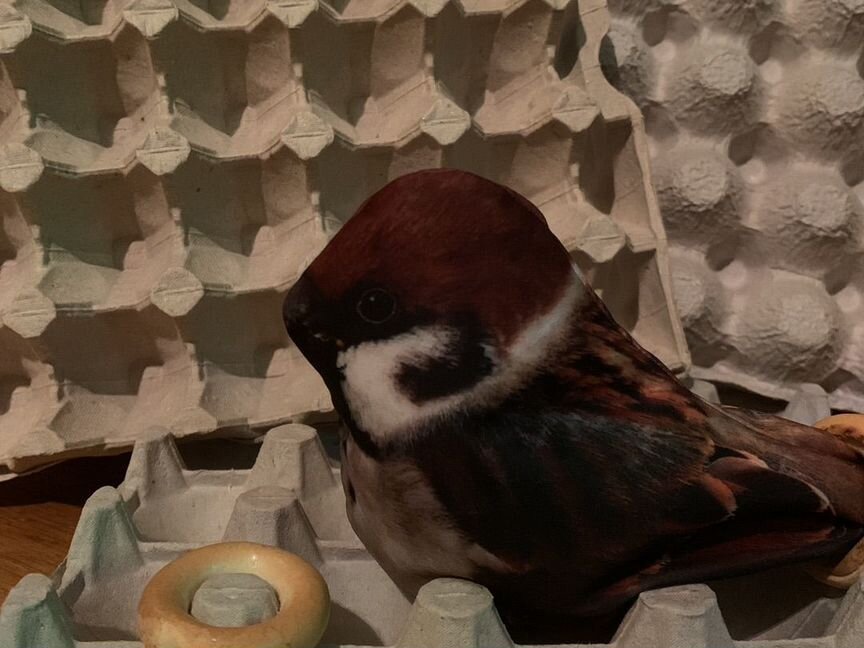 Без домный воробушек