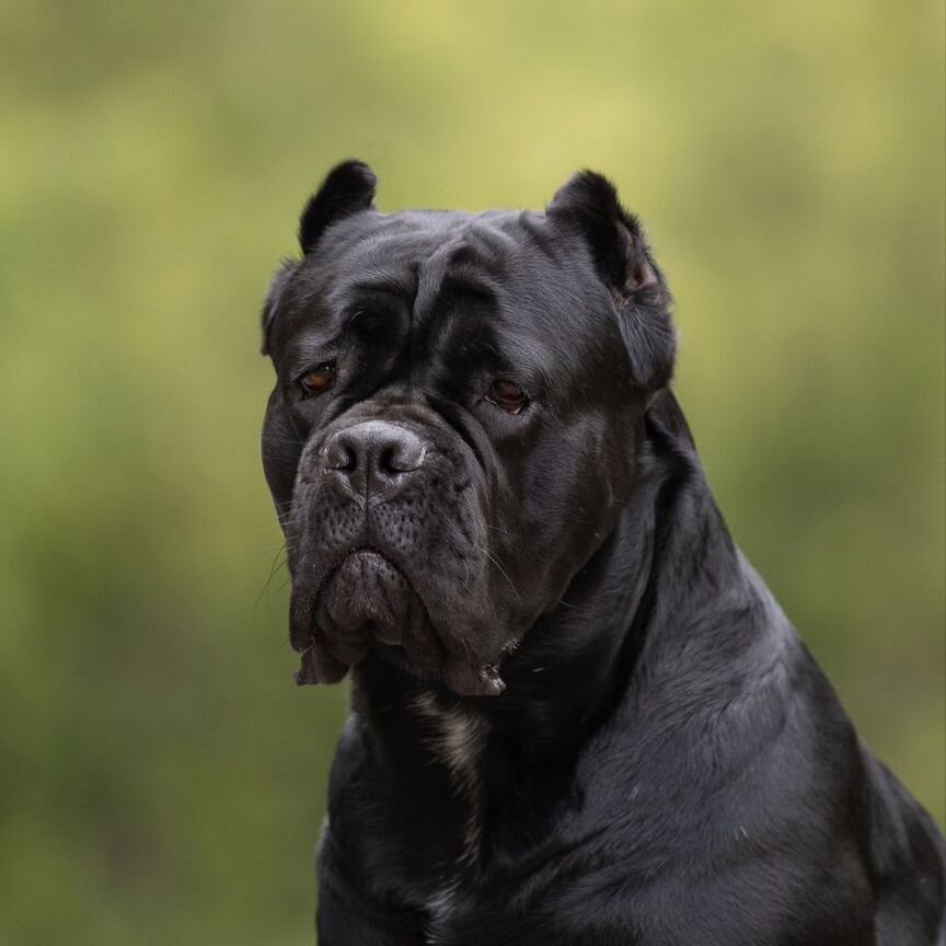 Щенки кане корсо с документами