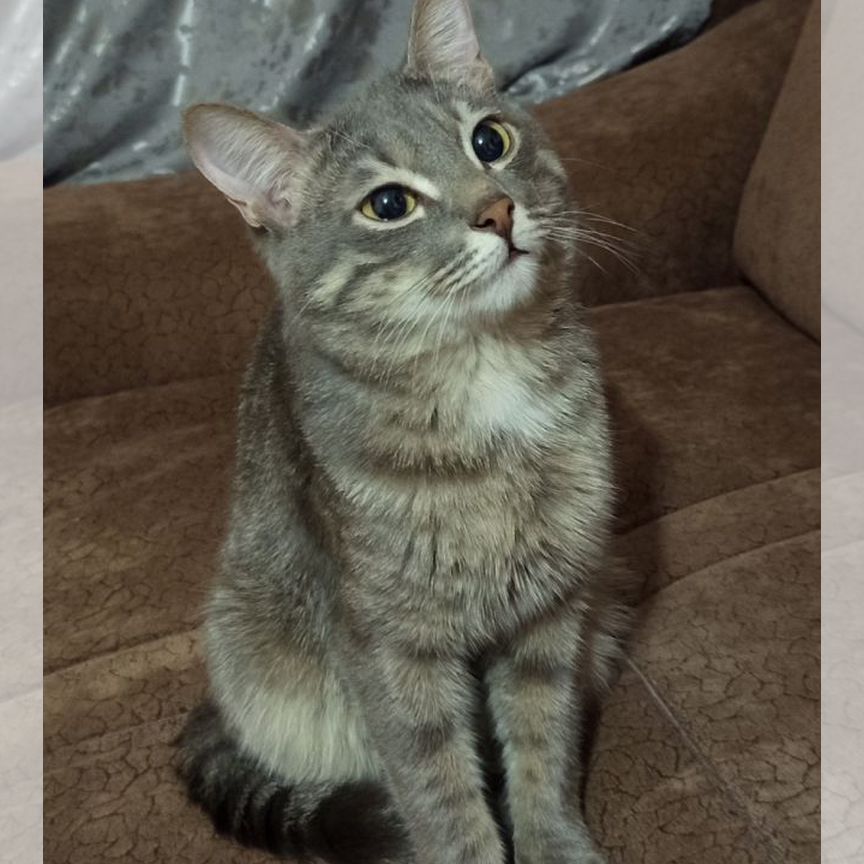 Взрослый кот в добрые руки