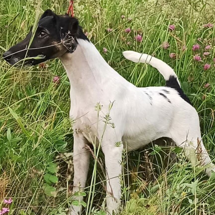 Фокстерьер, взрослая собака