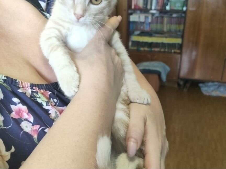 В добрые руки