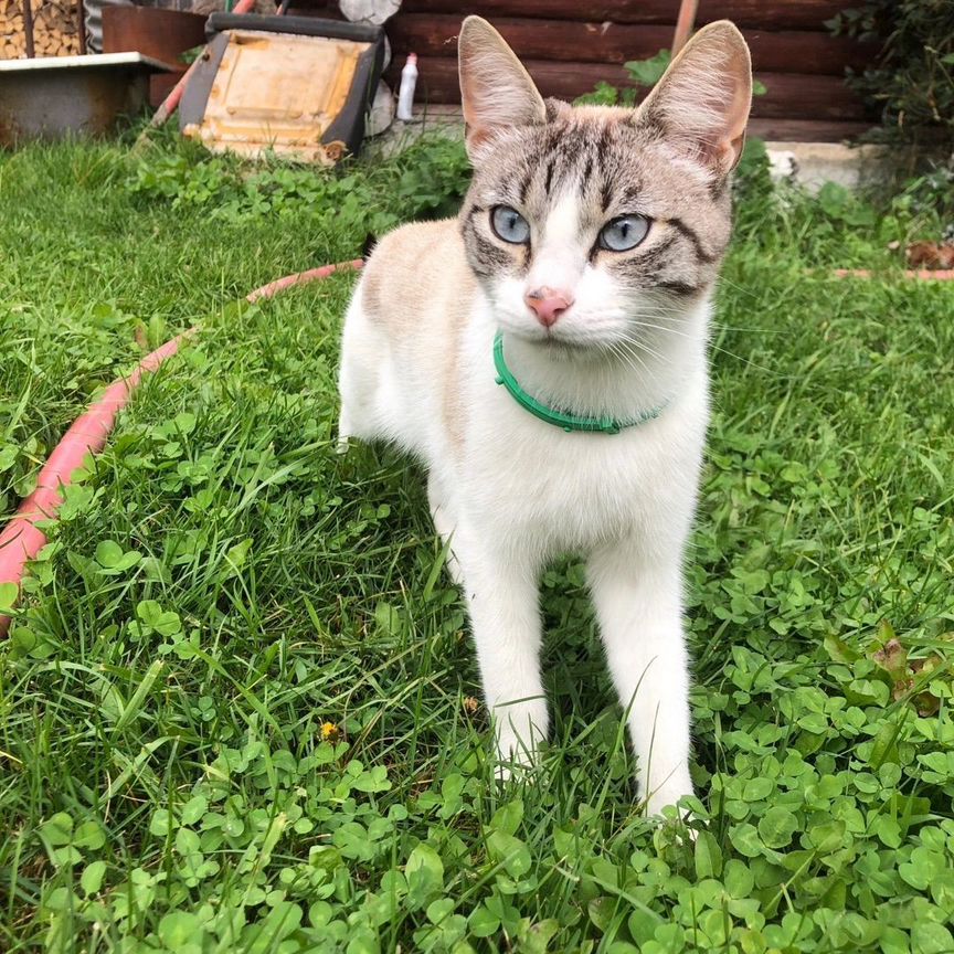 Отдам бесплатно в добрые руки