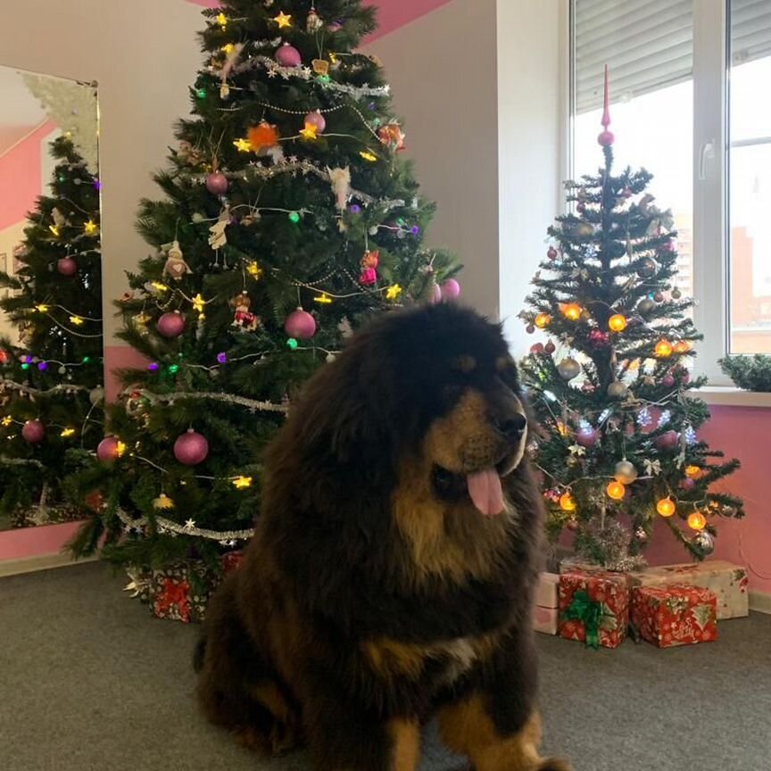 Тибетский мастиф