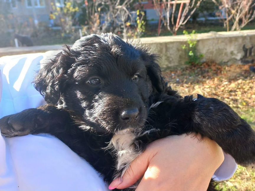 Крошкам нужен дом