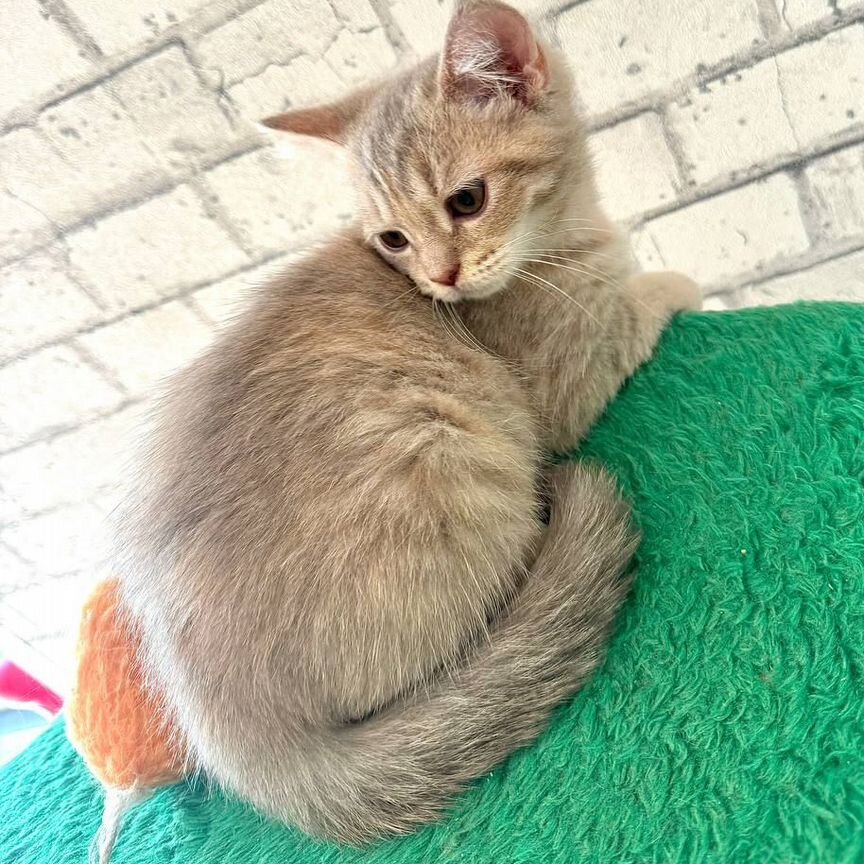 Котенок