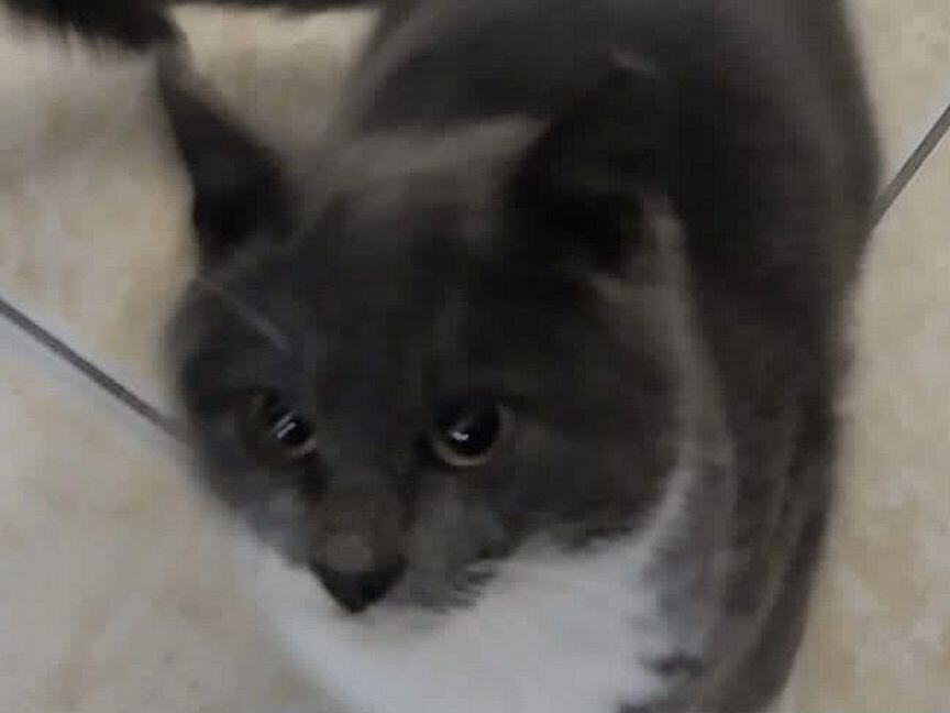 Котик погибает в добрые руеи