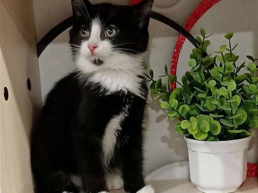 Котёнок 4 мес., мальчик