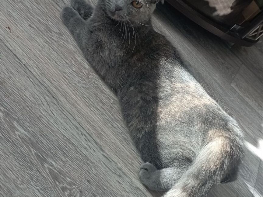 Шатланка ждёт жениха