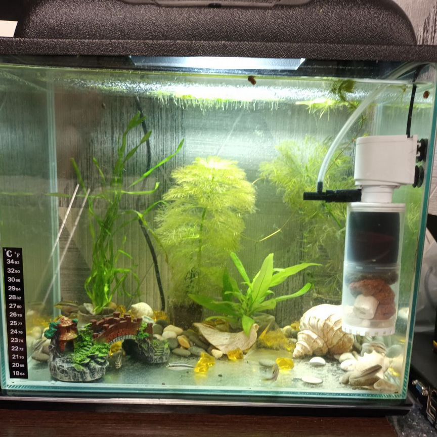 Аквариум aquinas