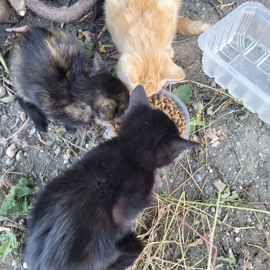 Котята в добрые руки бесплатно