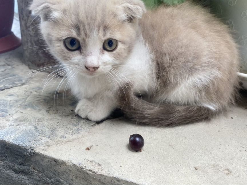 Веслоухие котята