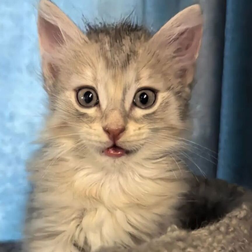 Сибирский котёнок