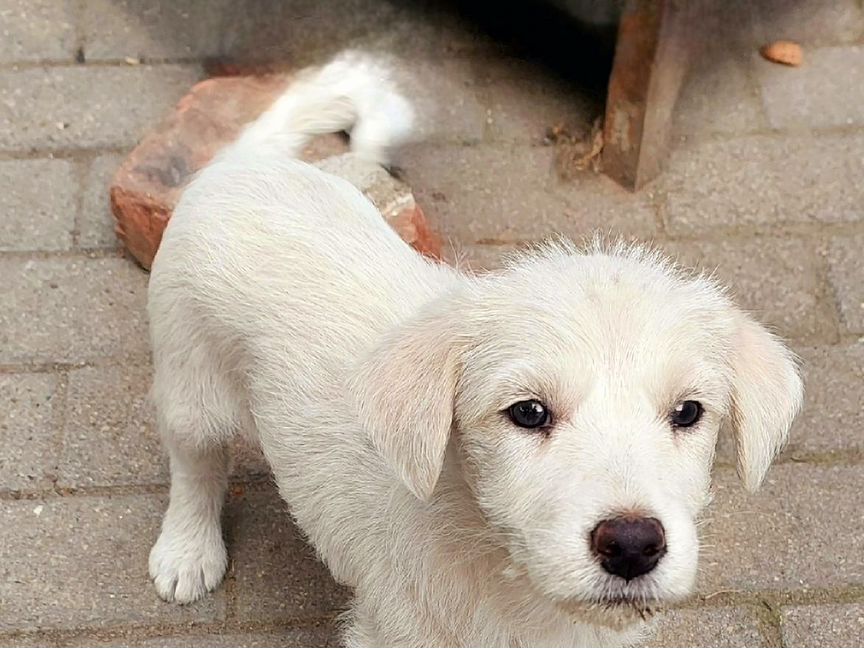 Крошка выживает одна на улице