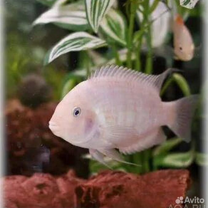 Чернополосые цихлиды