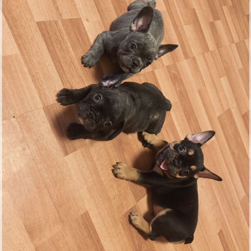 Французский бульдог, щенок