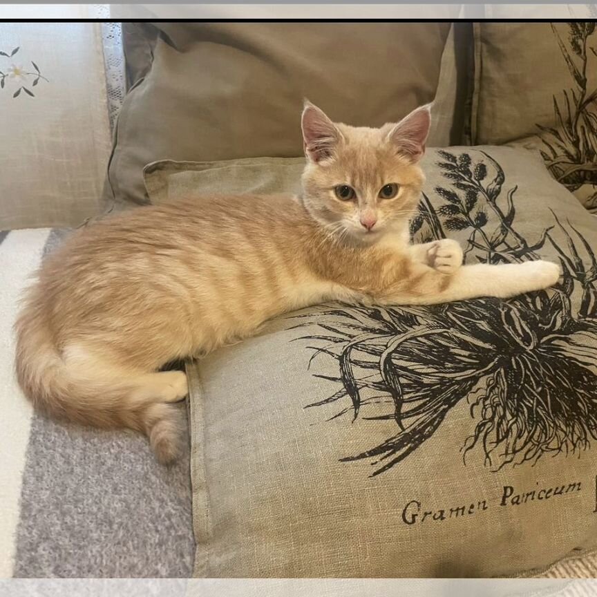 Котёнок в добрые руки