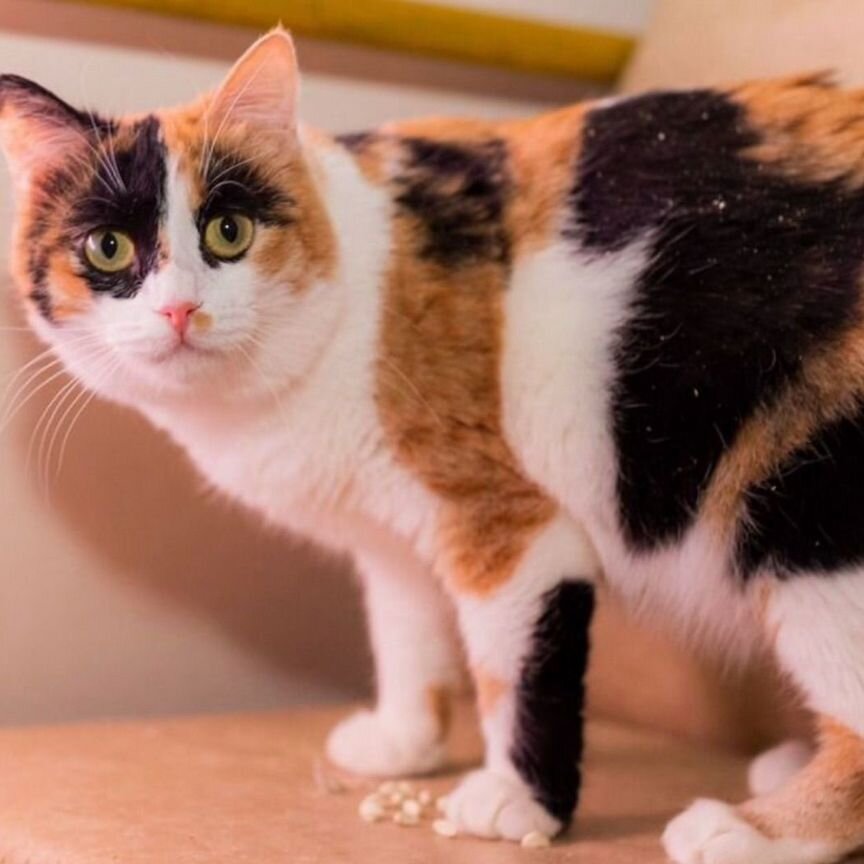 Взрослая, Девочка кошка в добрые руки