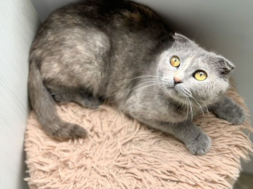 Кошка стерилизованная в добрые руки