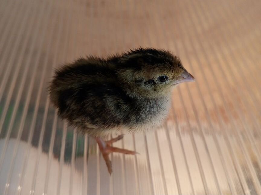 Перепела техасцы и японцы, инкуб-ное и стол. яйцо