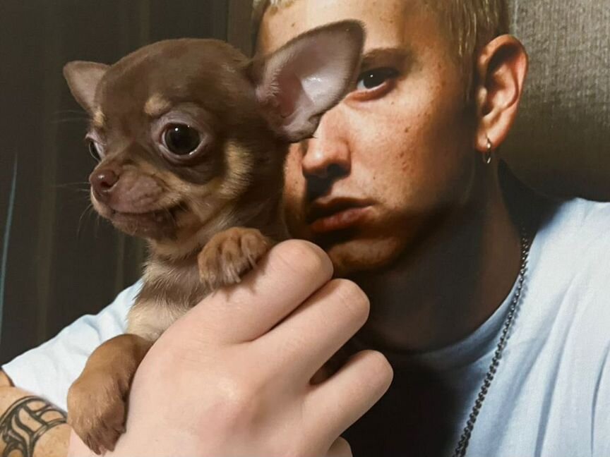 Щенки чихуахуа