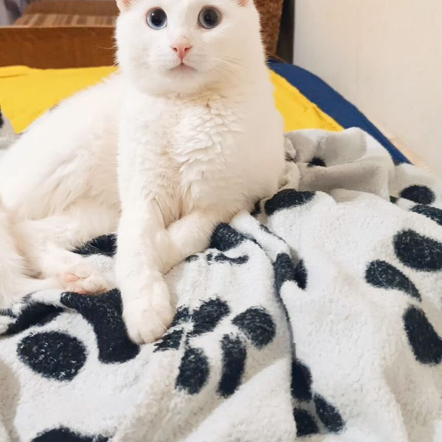 Отдам котëнка в хорошие руки