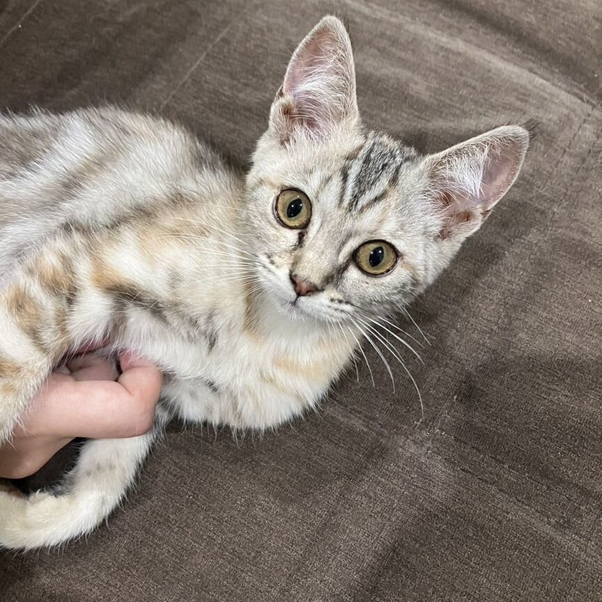 Кошка 4-5 мес