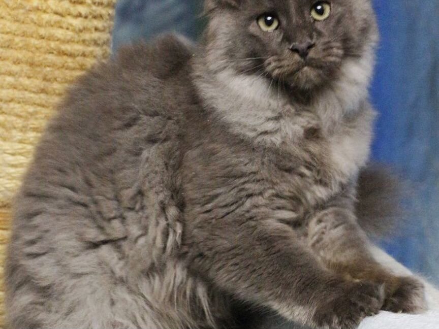 Кошечки мейн кун из питомника