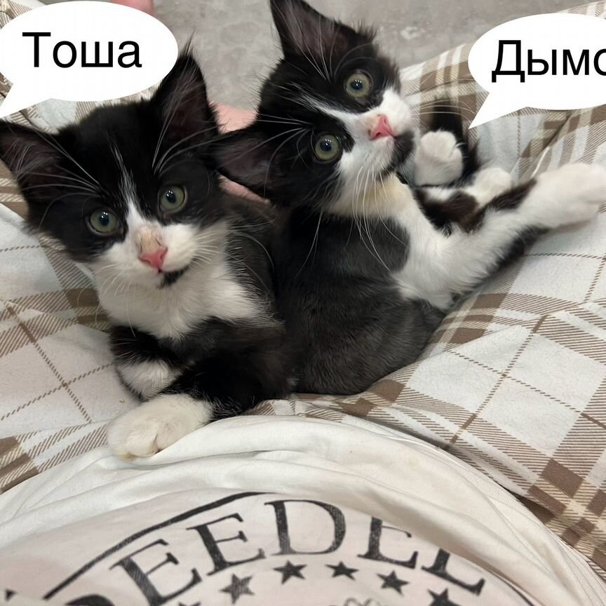 Котята в добрые руки 2,5 мес