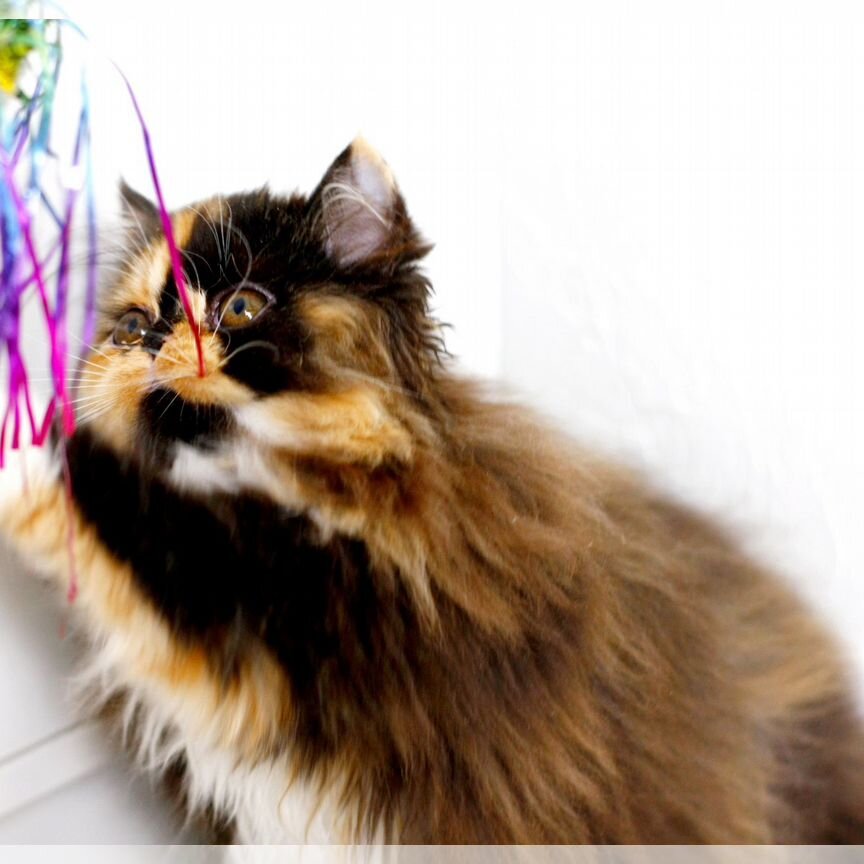 Шотландский пушистик