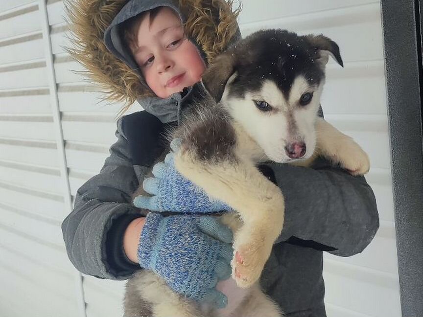 Щенки хаски бесплатно