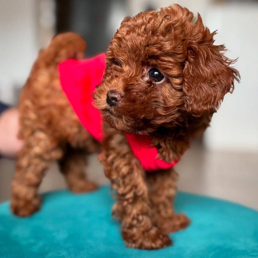 Той-пудель, щенок