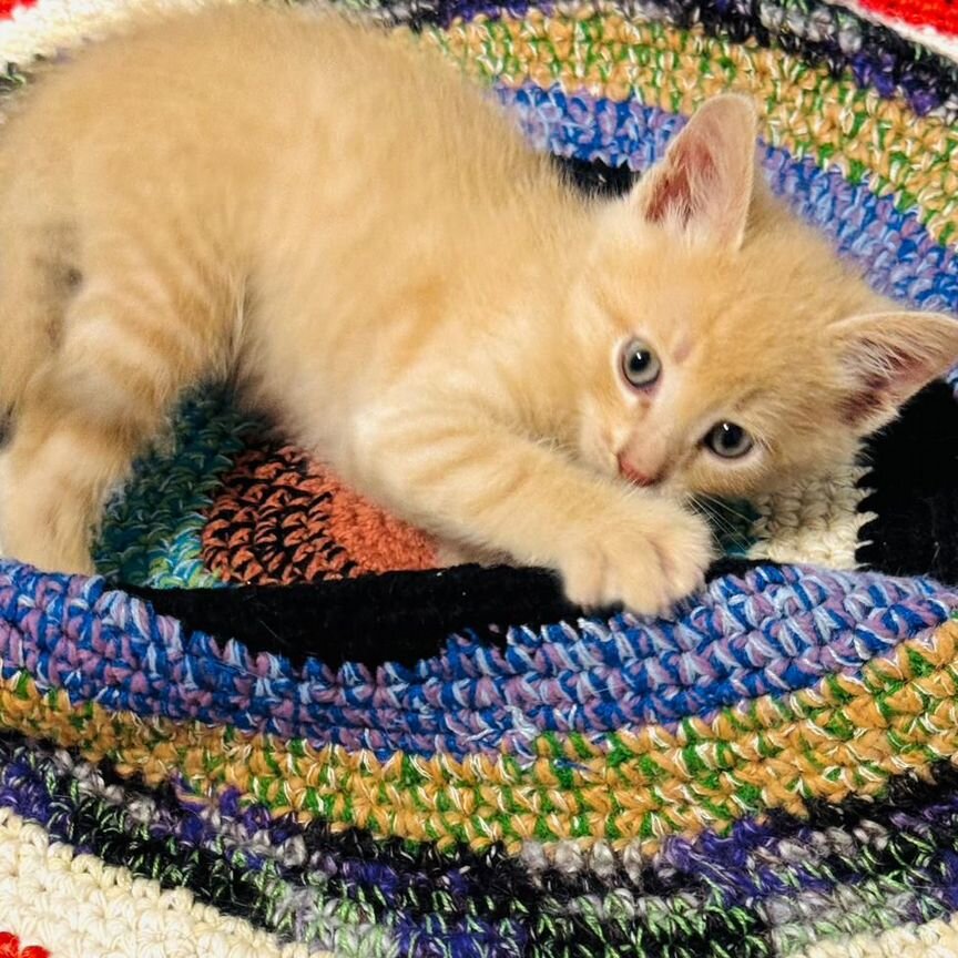 Котенок ищет заботливого друга