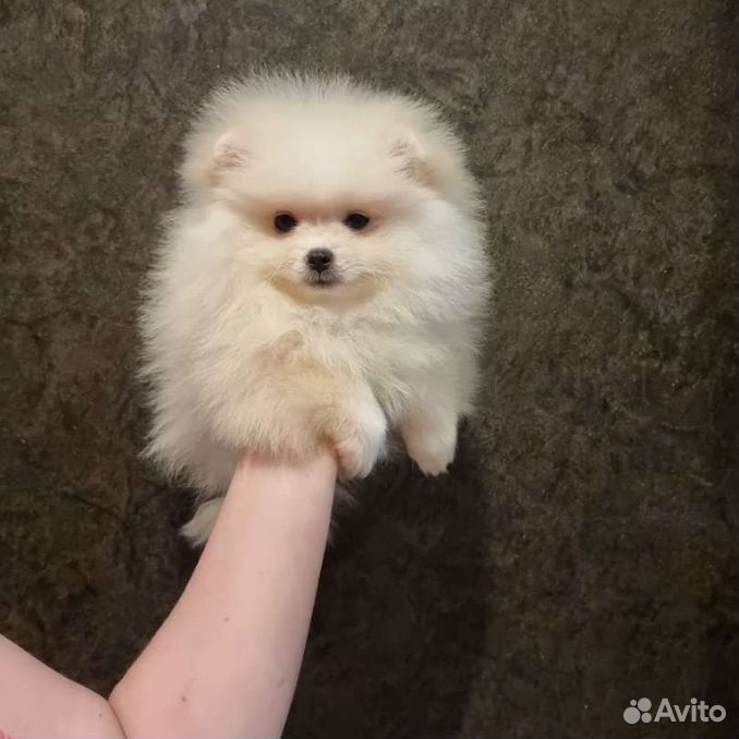 Красотка Лило