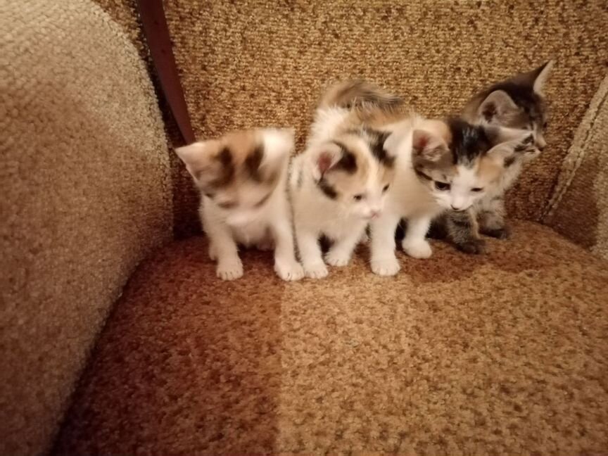 Котята в добрые руки