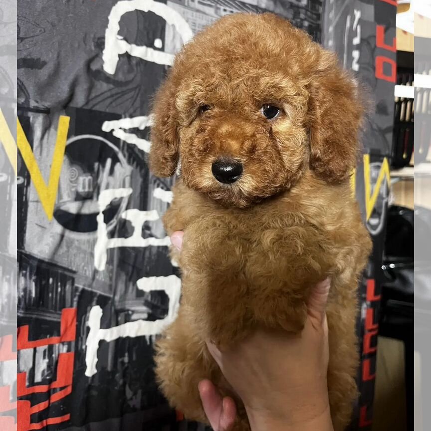 Пудель, щенок