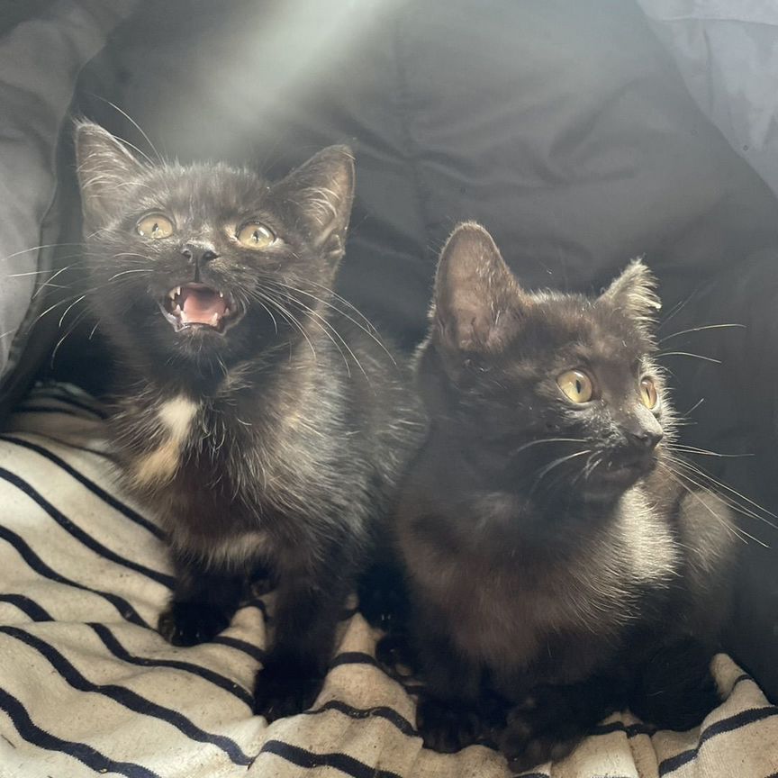 Котята