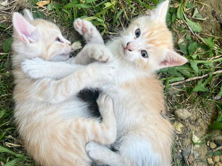 Котенок пушистик