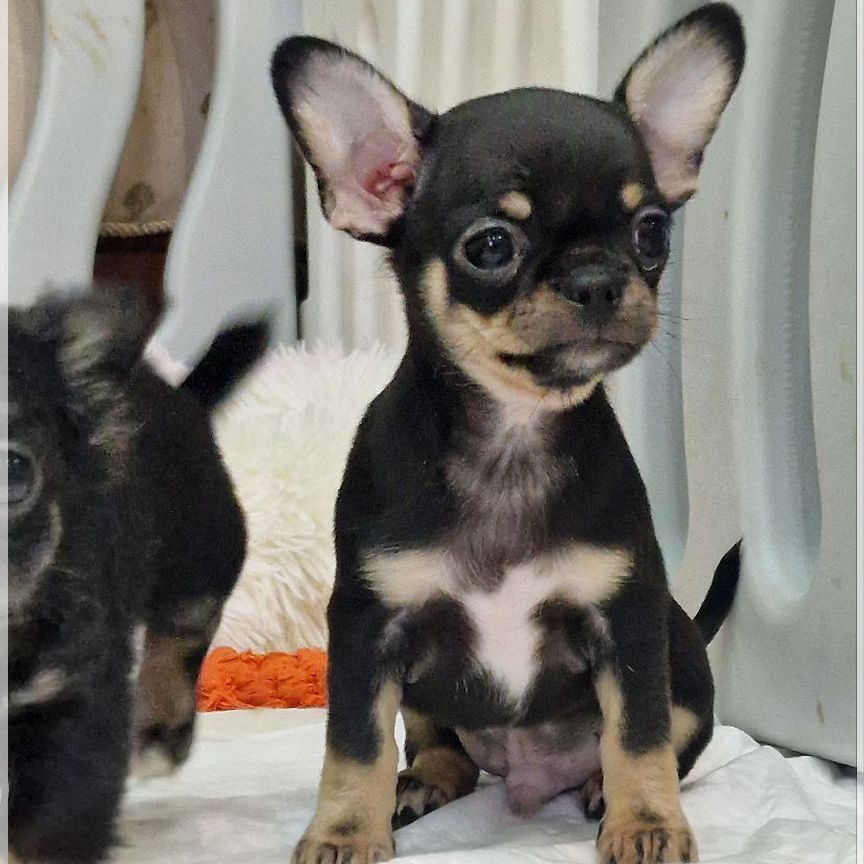 Чихуахуа миниатюрный мальчик