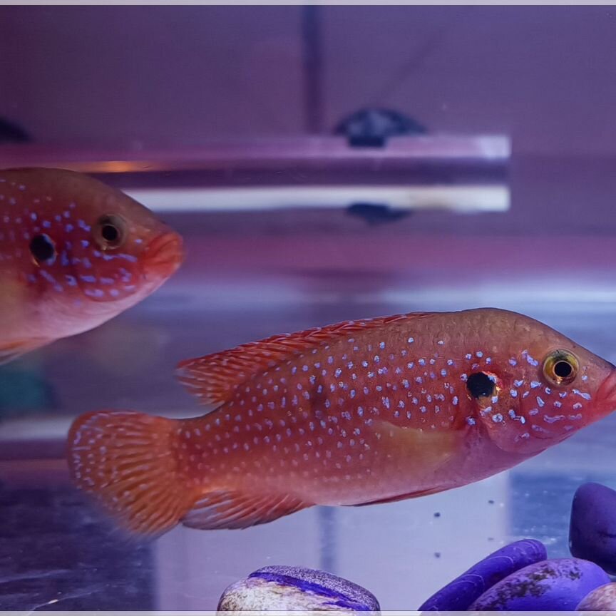 Хромисы-красавцы